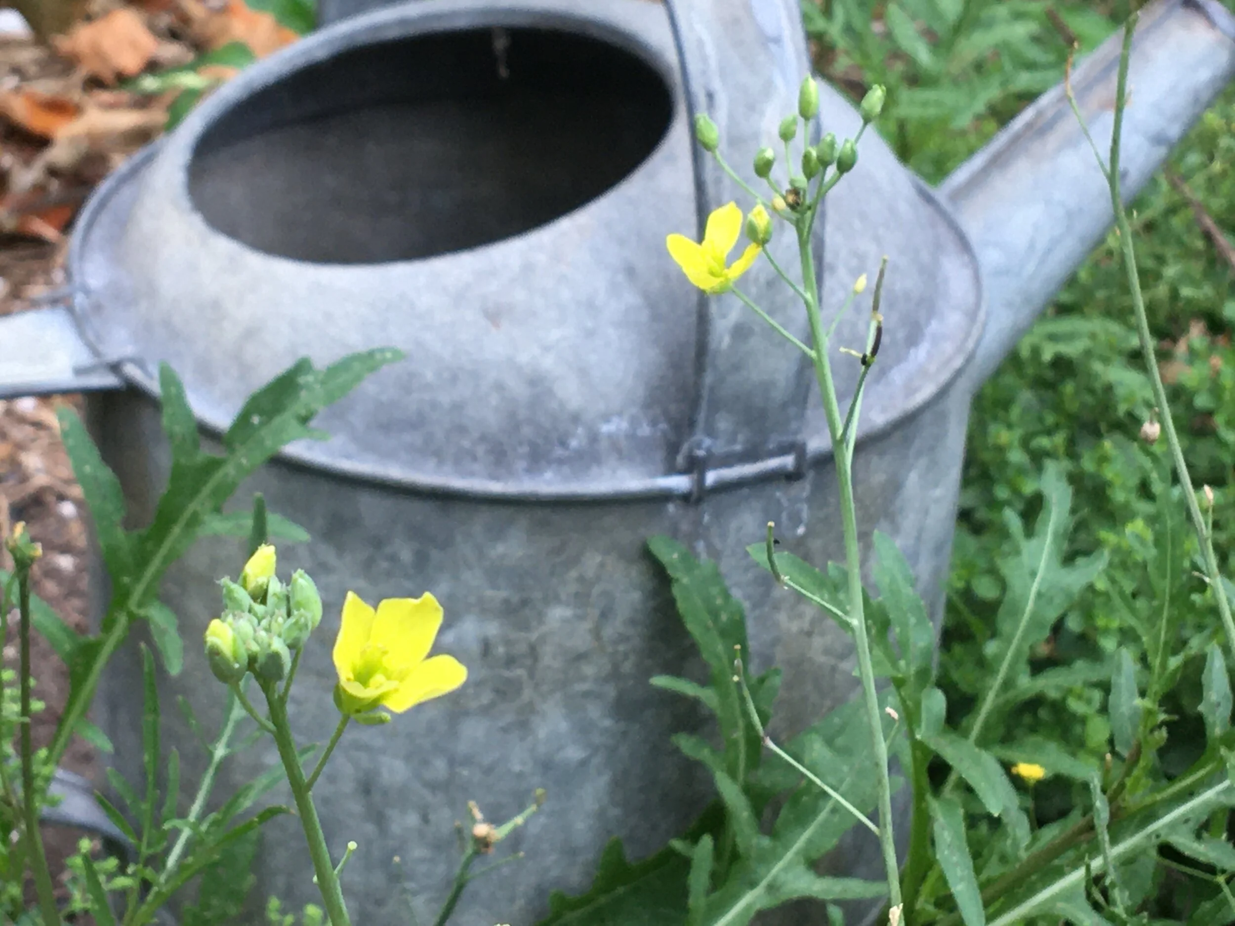 Watering Lemon Trees — Food Garden Life: Edible Garden, Vegetable ...