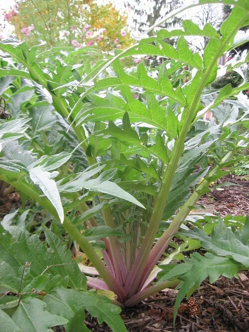 Grow Vegetables — Food Garden Life