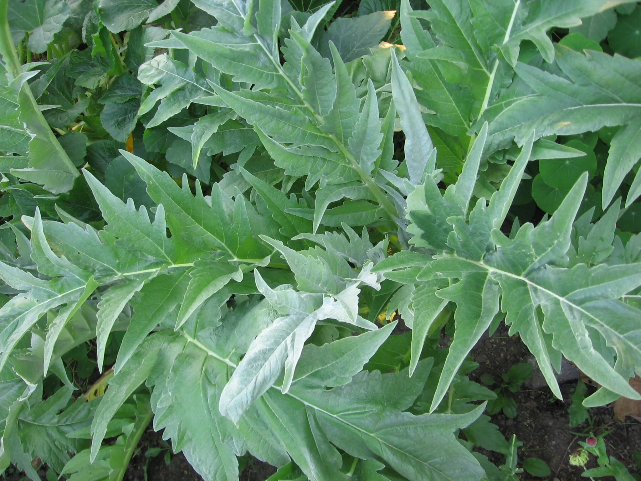 Grow Cardoon — Food. Garden. Life.
