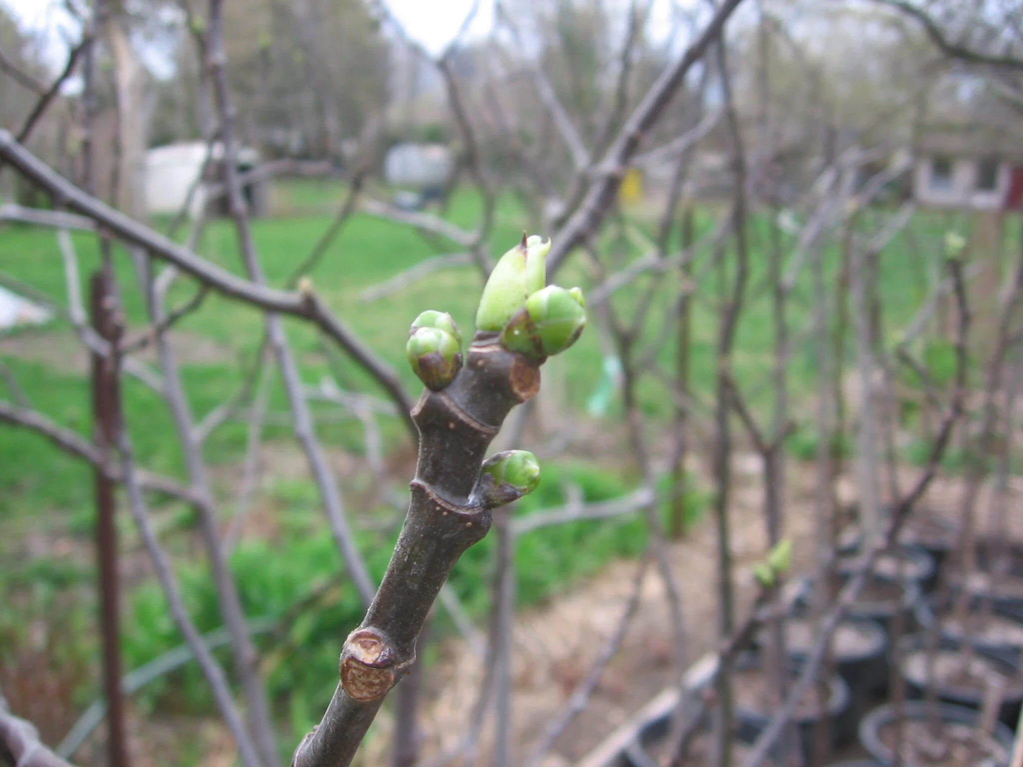 Fig Home Page — Food Garden Life