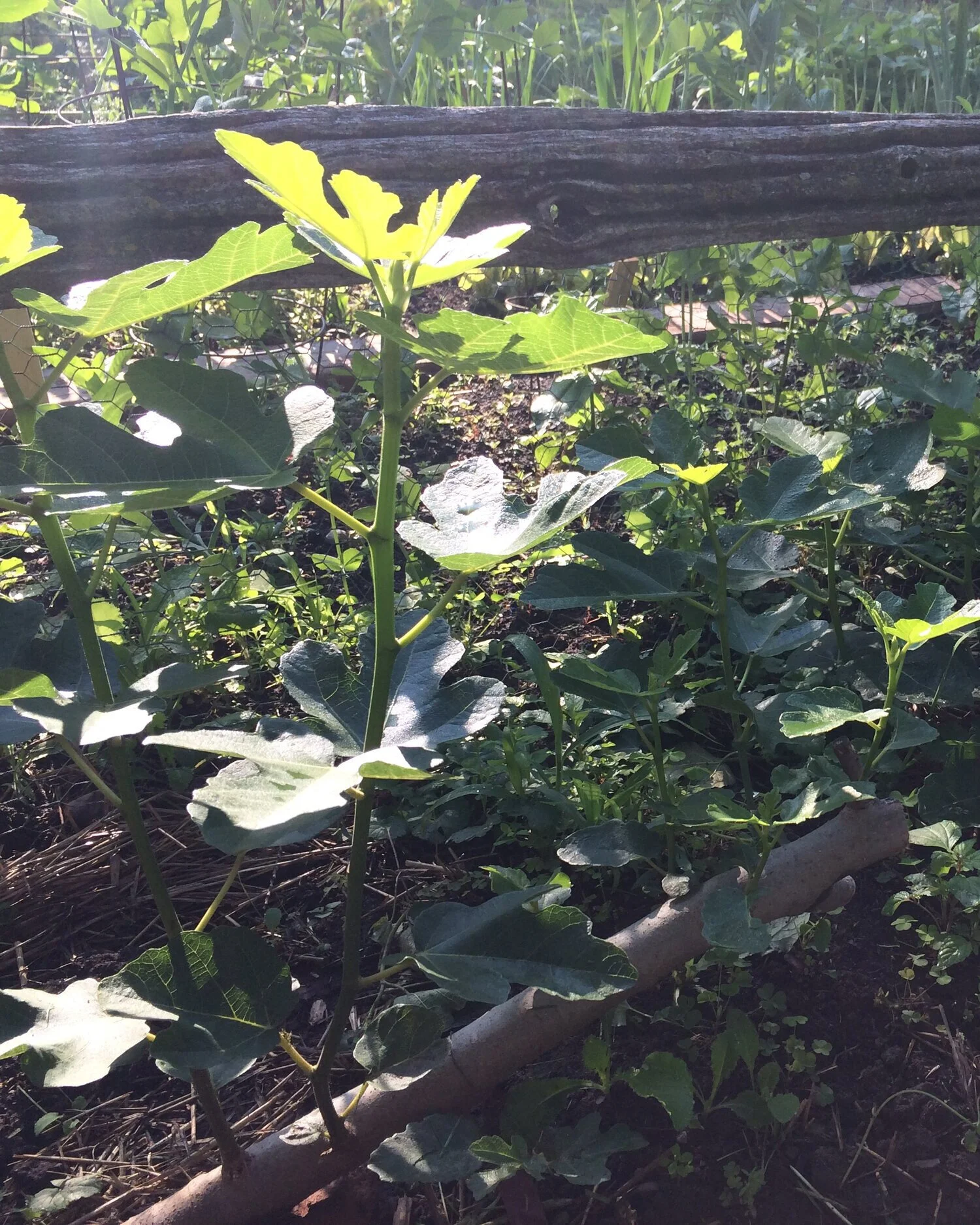 Fig Cordons in a "Figgery" — Food Garden Life