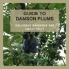 Delicious Damson Plums are Sweet Spicy (and a perfect home-garden fruit ...