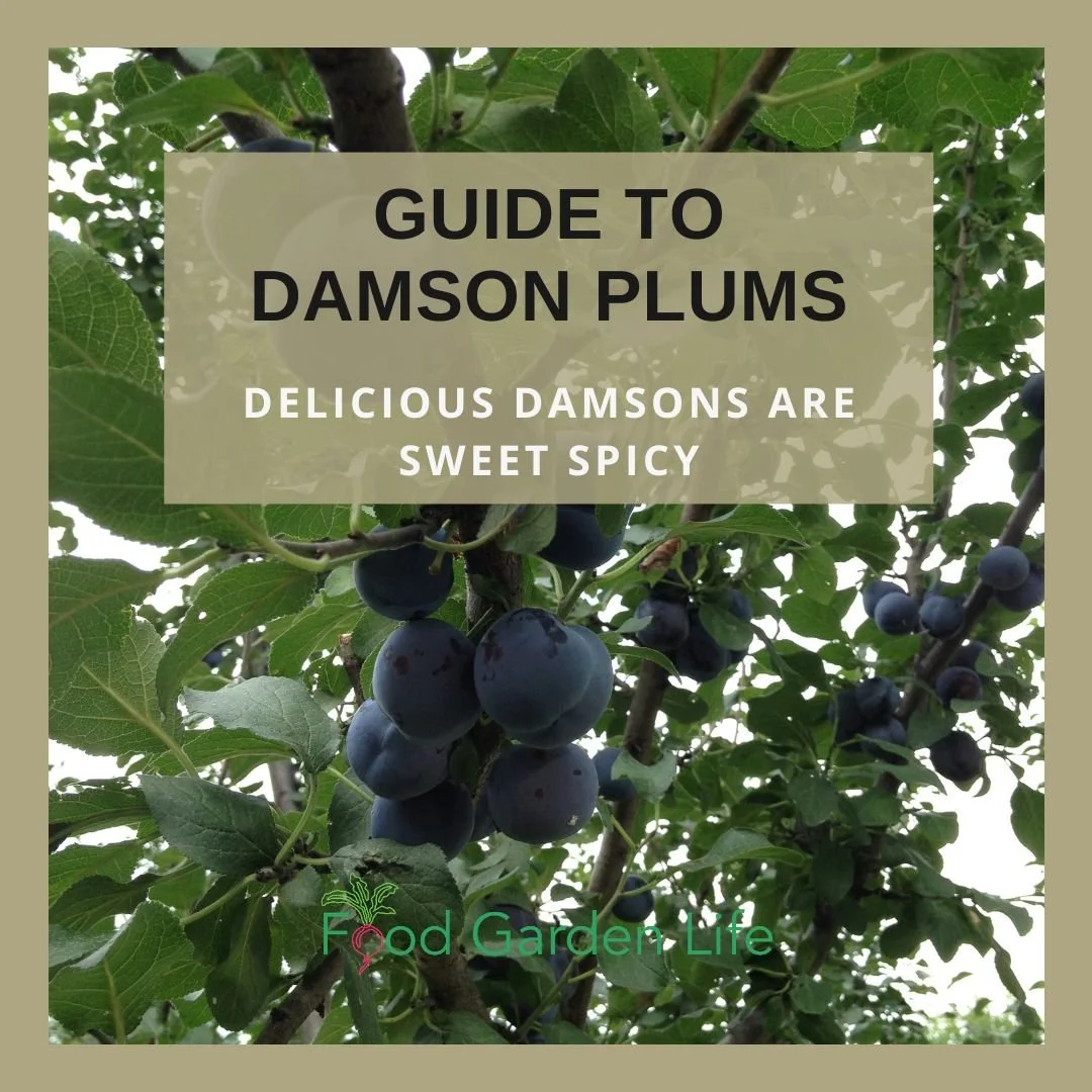 Delicious Damson Plums are Sweet Spicy (and a perfect home-garden fruit ...