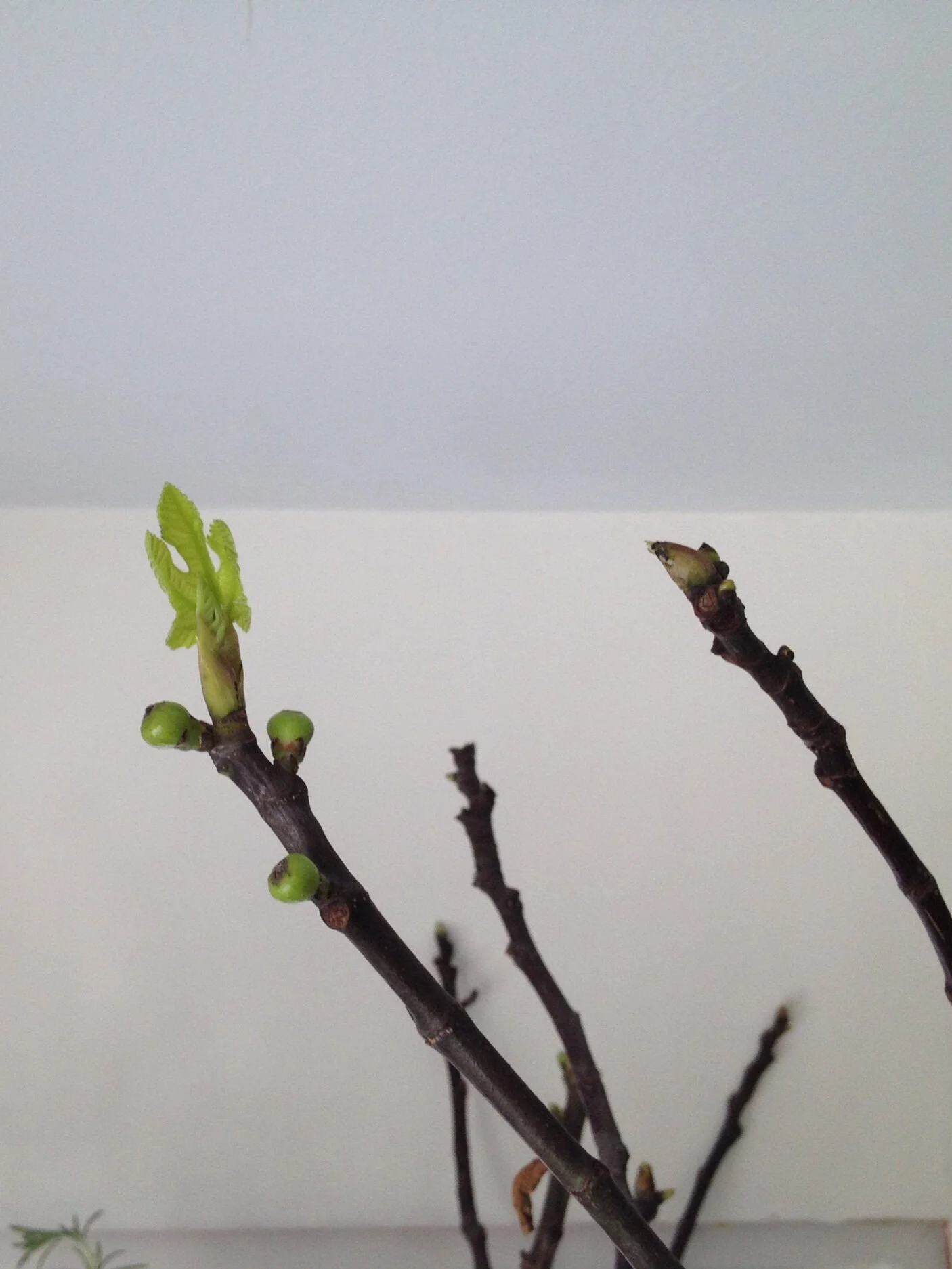 Caring for Fig Trees in Spring — Food Garden Life: Edible Garden ...