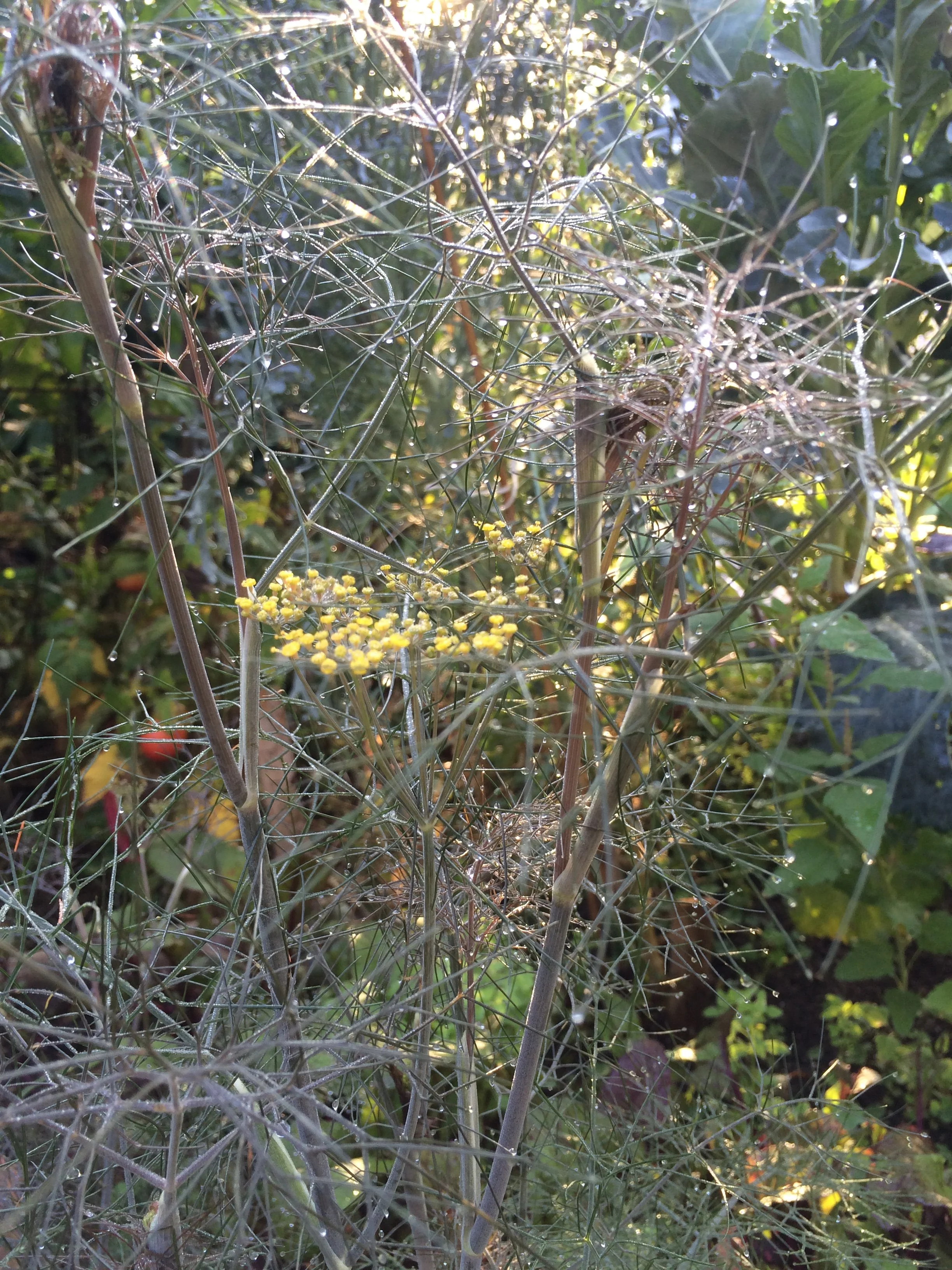 These Edible Perennials and Perennial Vegetables to Make a Delicious ...