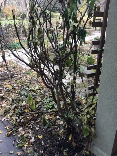 Bury Fig Trees for Winter in Cold Climates — Food Garden Life: Edible ...