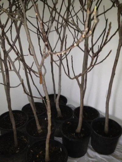 Watering A Fig Tree