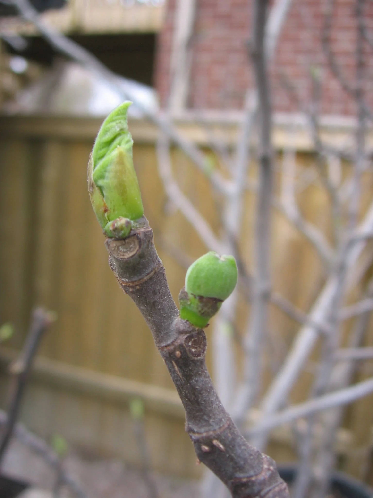 Intro to Growing Figs in Cold Climates — Food Garden Life: Edible ...