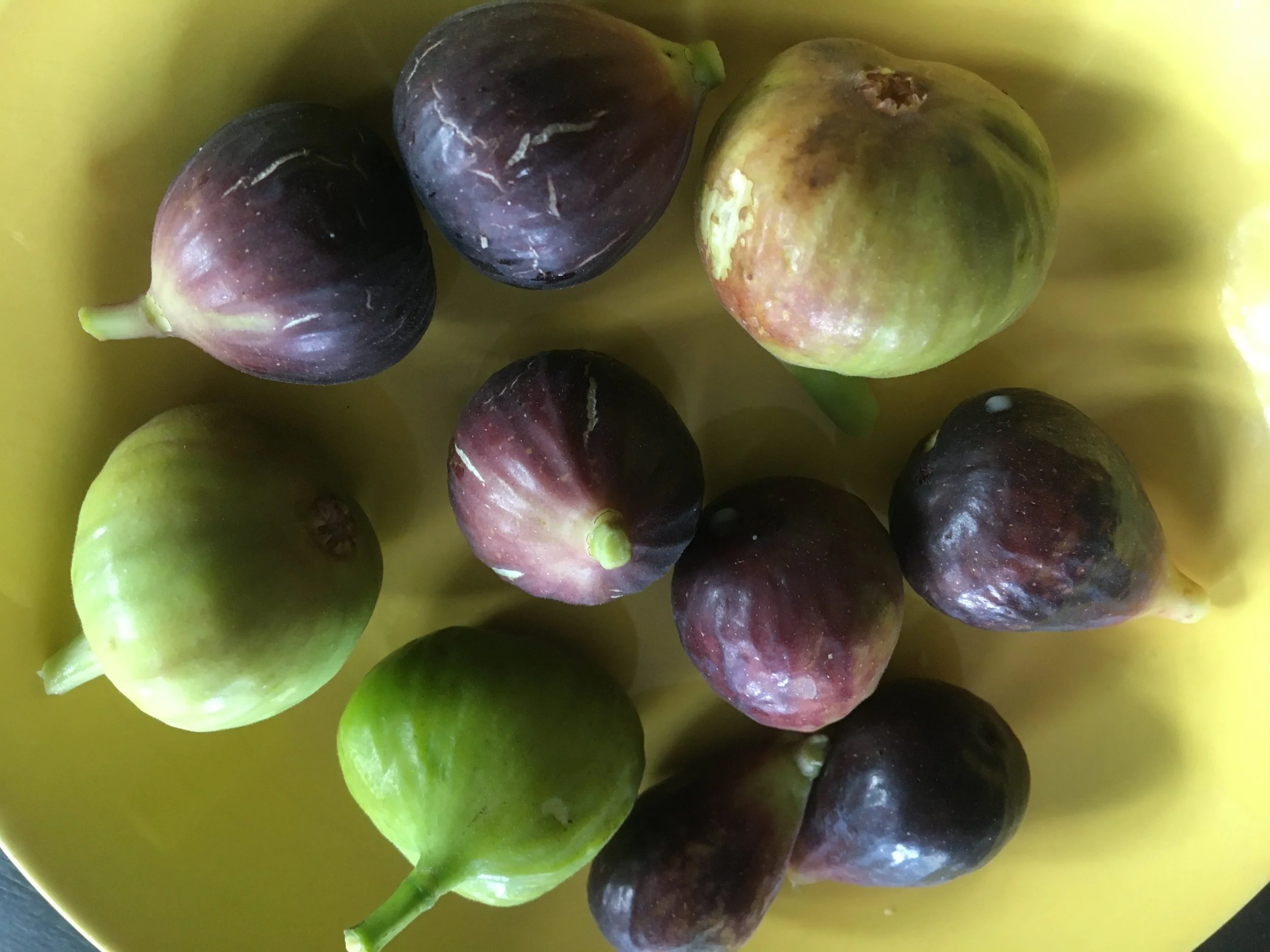 Fig Varieties