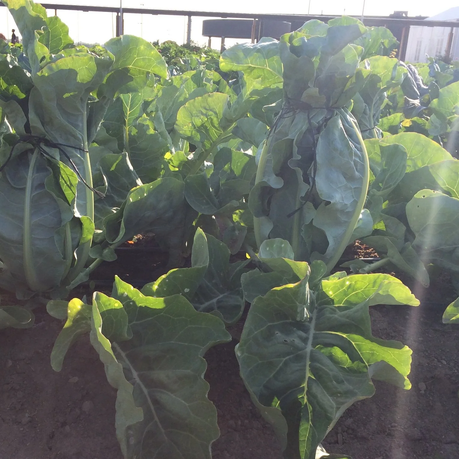 Guide to Blanching in the Vegetable Garden — Food Garden Life: Edible ...