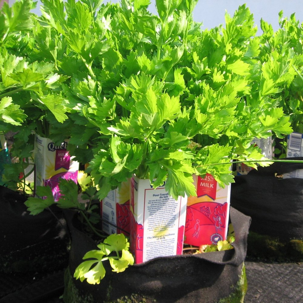 Guide to Blanching in the Vegetable Garden — Food Garden Life: Edible ...