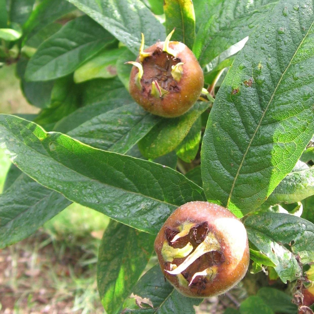 Medlar Tree Fruit