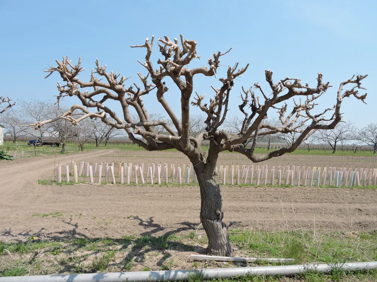 How to a Grow a Mulberry Tree — Food Garden Life: Edible Garden ...