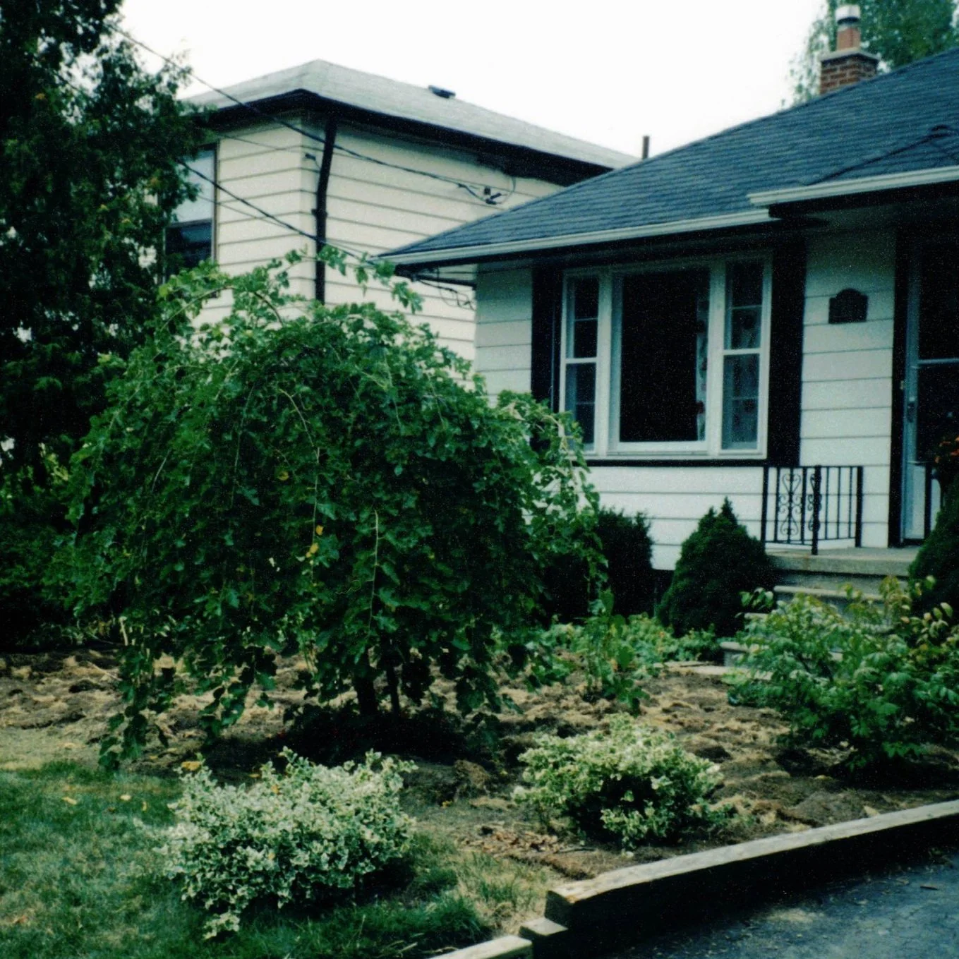 How to a Grow a Mulberry Tree — Food Garden Life: Edible Garden ...