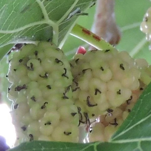 How to a Grow a Mulberry Tree — Food Garden Life: Edible Garden ...