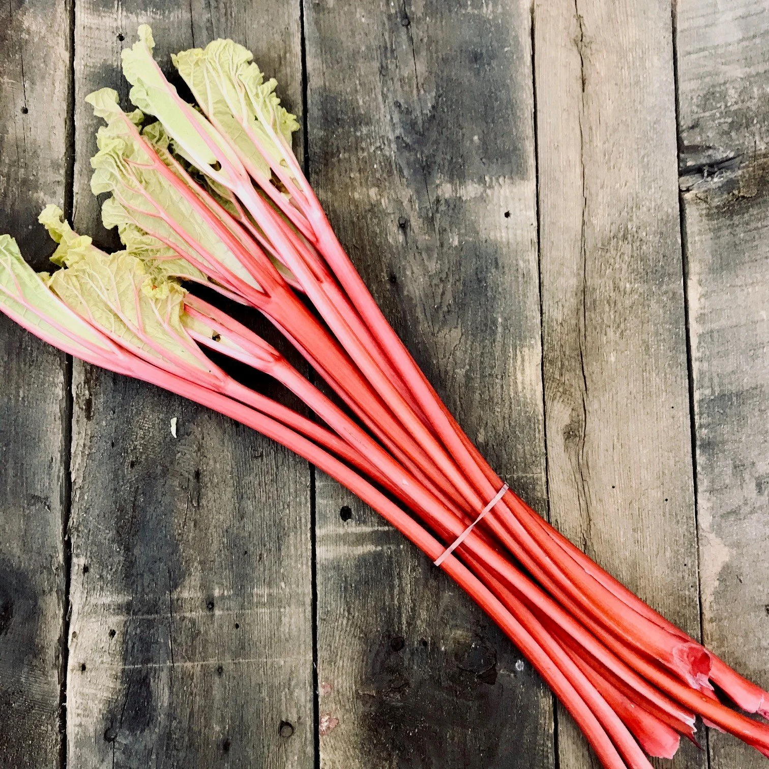It's Rhubarb...but It's not Rhubarb — Food Garden Life: Edible Garden ...