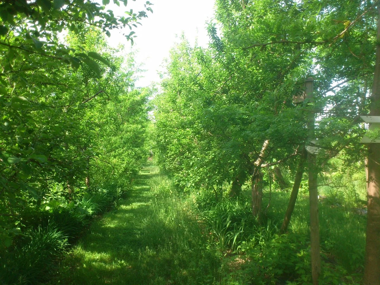 This Orchard Doesn't Look Like an Orchard (and it's full of Trios ...
