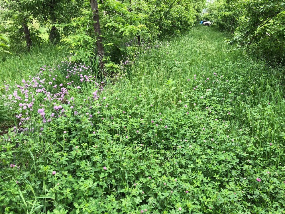 This Orchard Doesn't Look Like an Orchard (and it's full of Trios ...