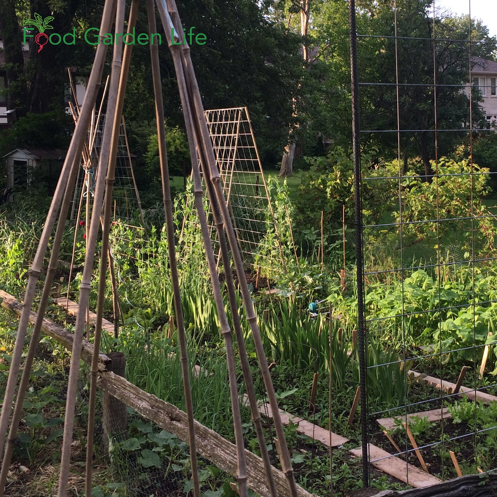 Guide: Vertical Vegetable Garden Ideas and Plants — Food Garden Life