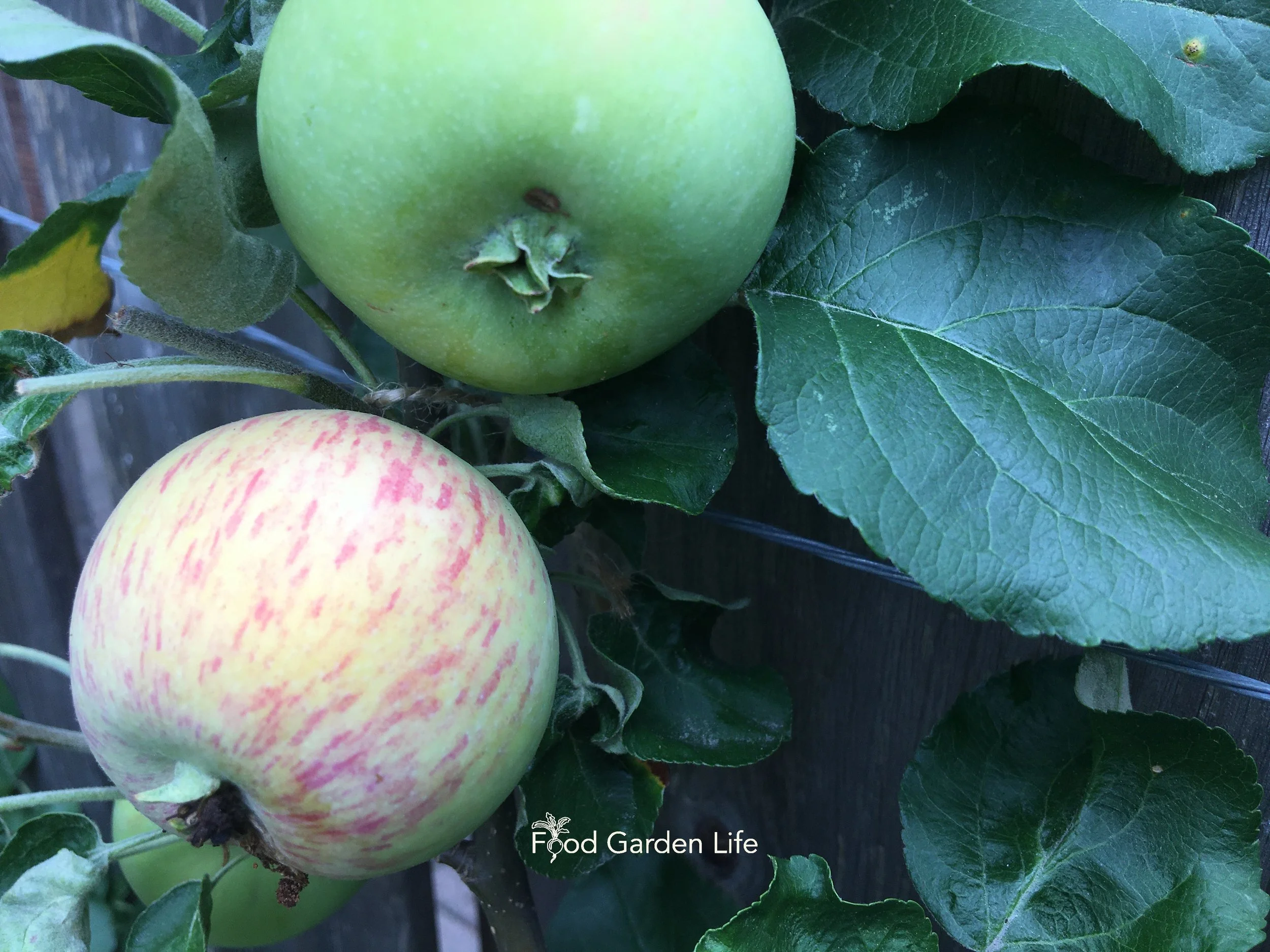 These Espaliered Fig Trees Make Winter Protection Easy — Food Garden ...
