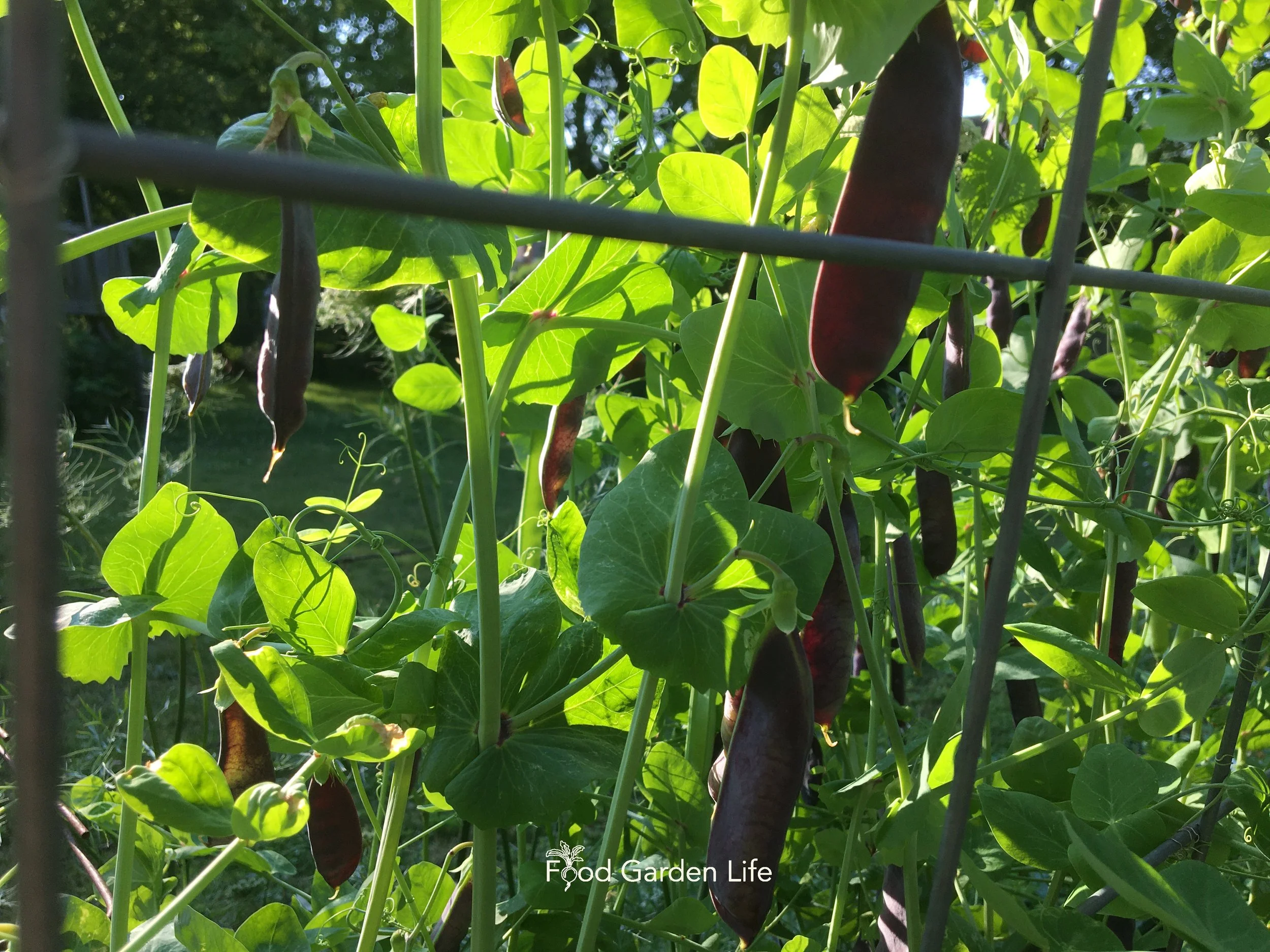 Plan the Perfect Kitchen Garden for Your Space (Beautiful too!) — Food ...