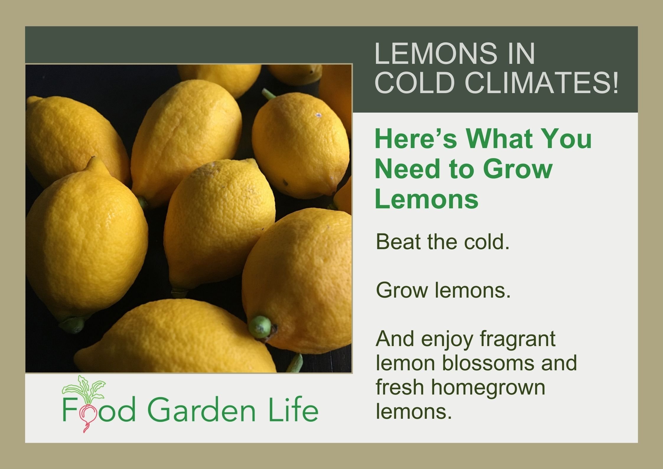 Lemon Leaf Uses – Recipes for Lemon Leaves from Your Potted Lemon Tree ...