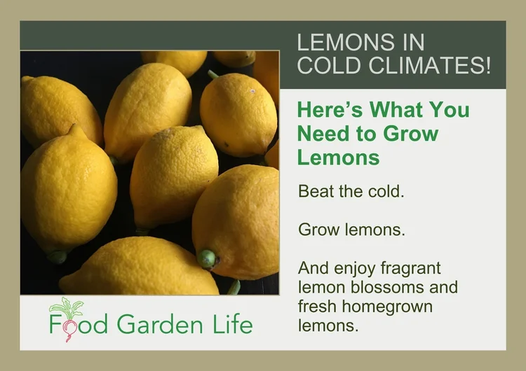 Lemon Leaf Uses – Recipes for Lemon Leaves from Your Potted Lemon Tree ...