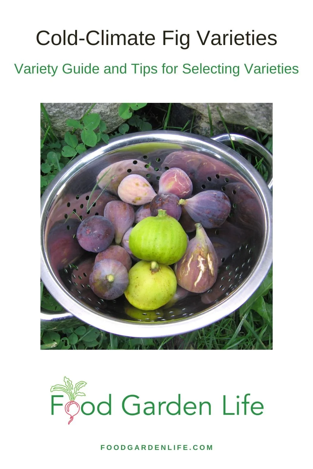 Guide to Cold-Climate Fig Varieties — Food Garden Life: Edible Garden ...
