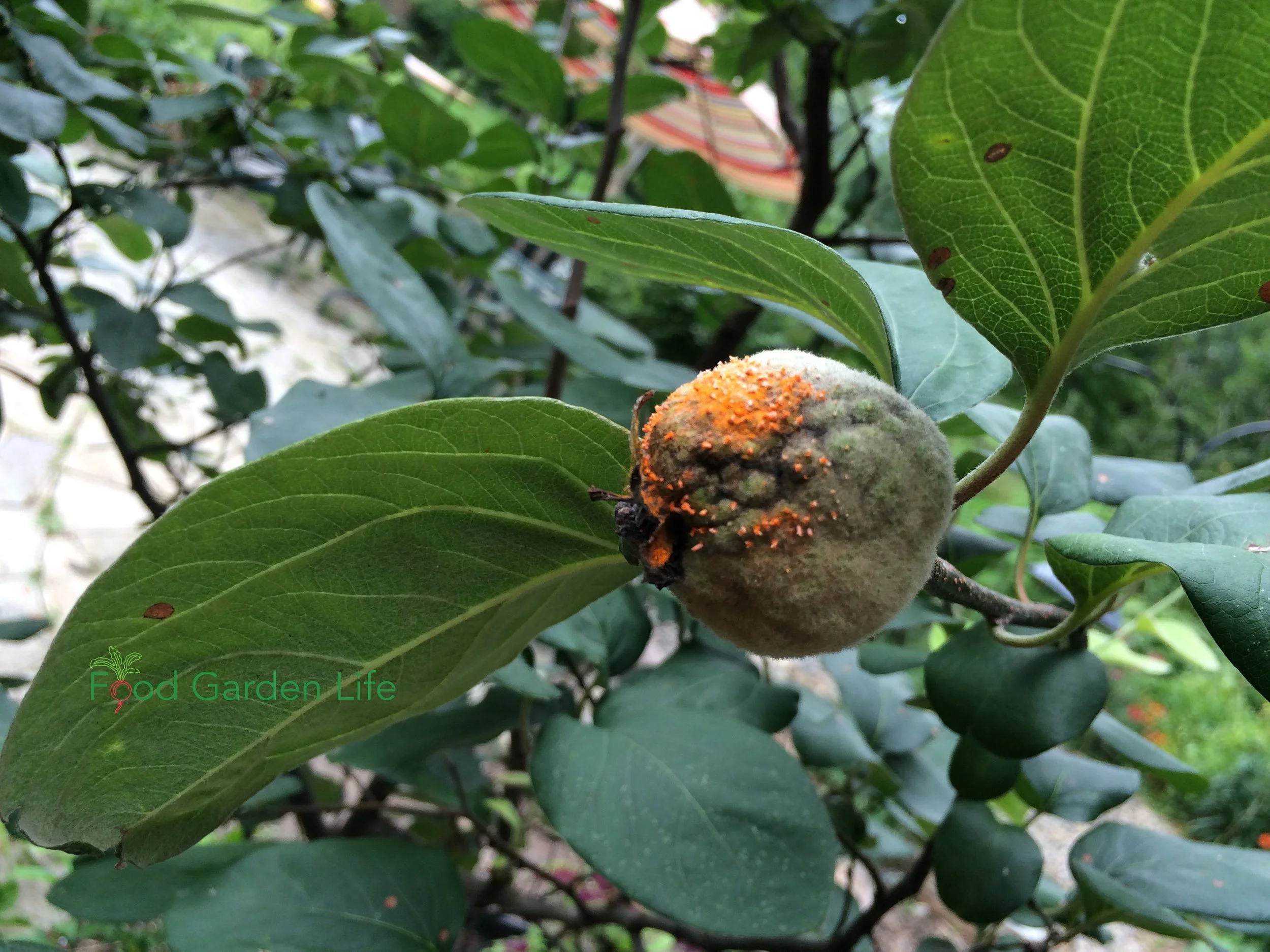 Guide: How to Grow a Quince Tree — Food Garden Life: Edible Garden ...