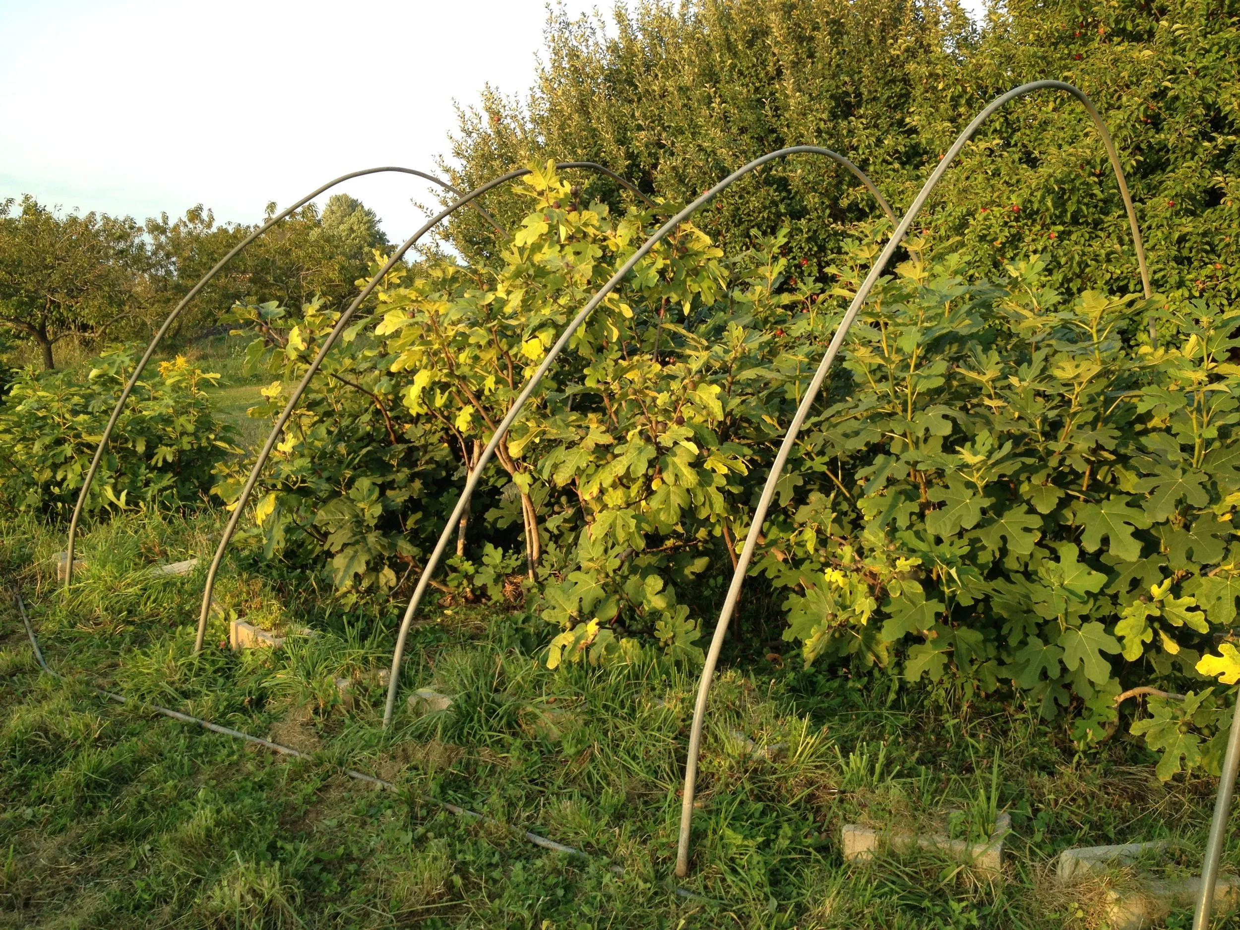 Ripen Figs Faster - 7 Tips to Boost Fig Tree Harvests in Cold Climates ...