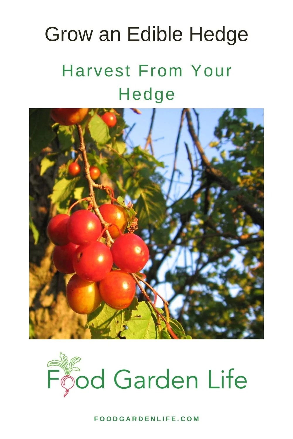 Harvest from Your Hedge! Get These Edible Hedge Ideas — Food Garden ...