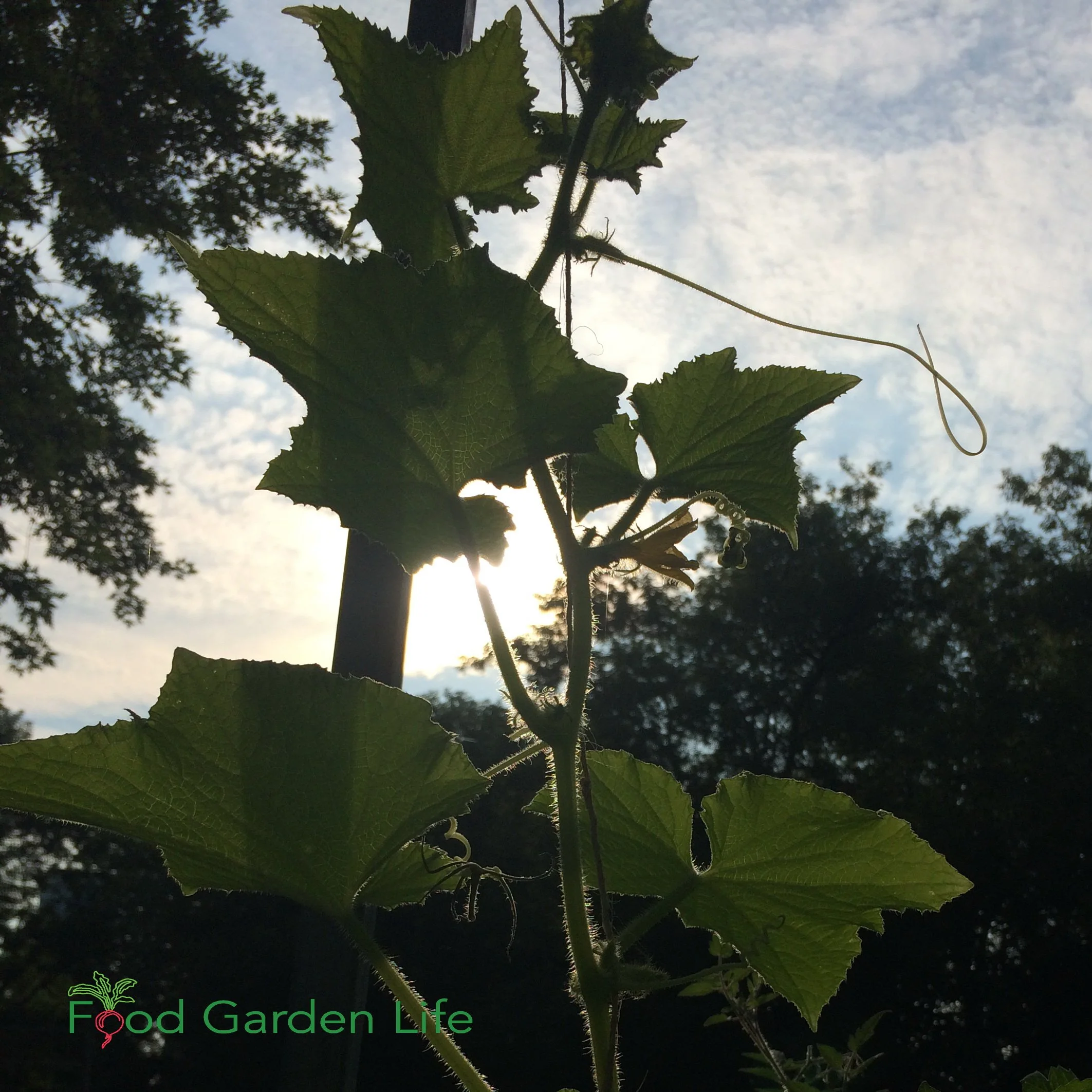 Guide to Fruits and Vegetables that Grow in Shade — Food Garden Life