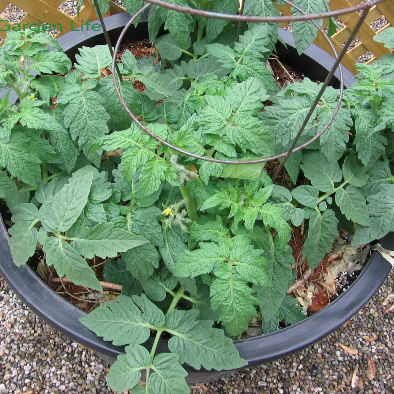 How to Support Tomato Plants: Tomato Stakes and More — Food Garden Life ...