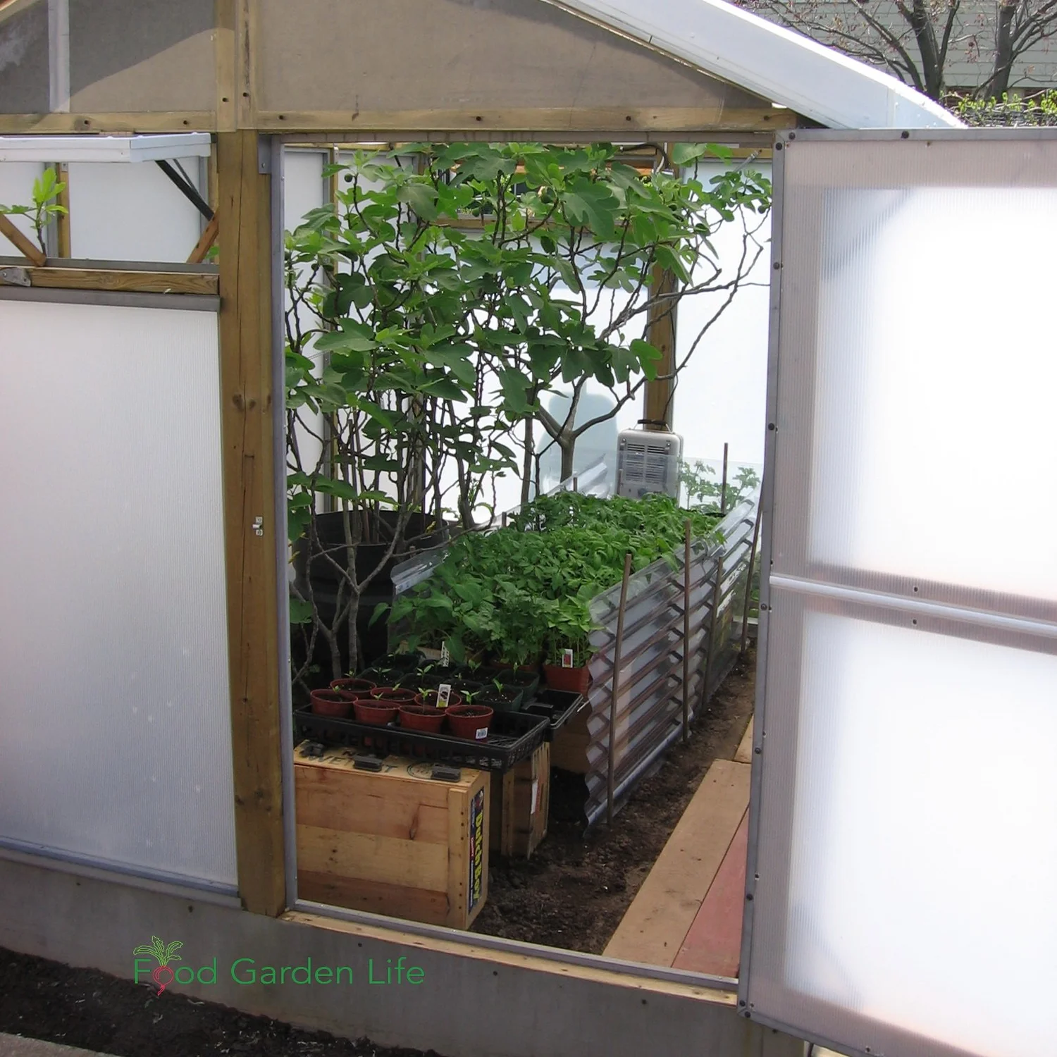 7 Tips to Boost Fig Tree Harvests in Cold Climates — Food Garden Life ...