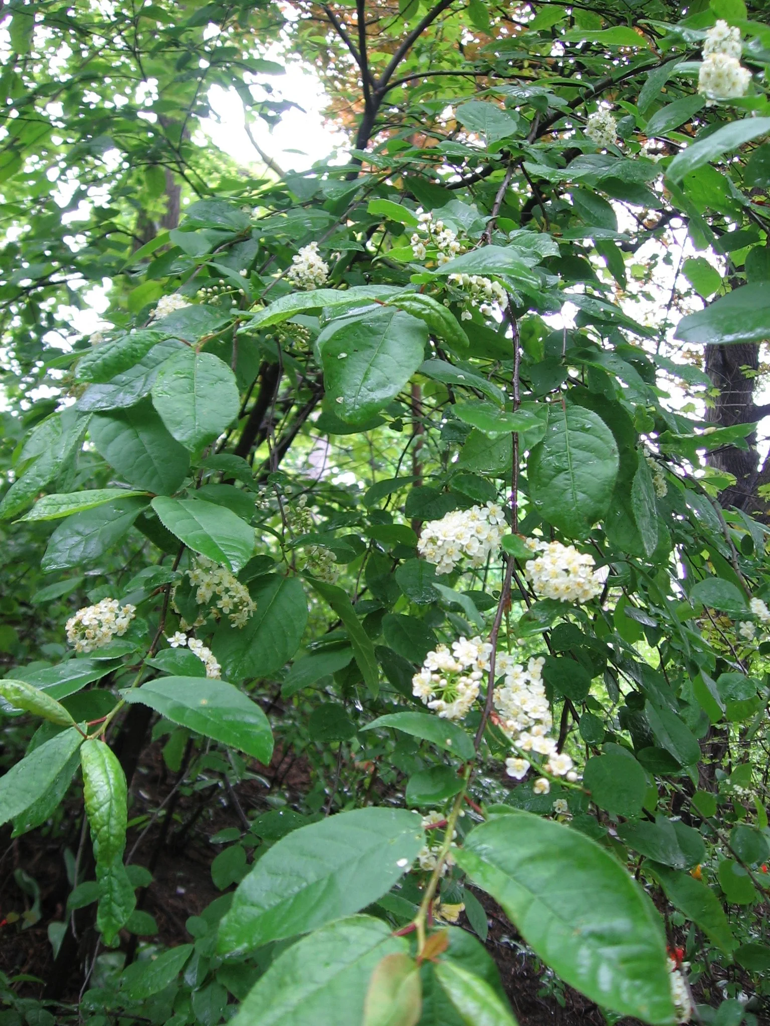 5 Types of Cherry Bush to Grow in Edible Landscapes and Food Forests ...