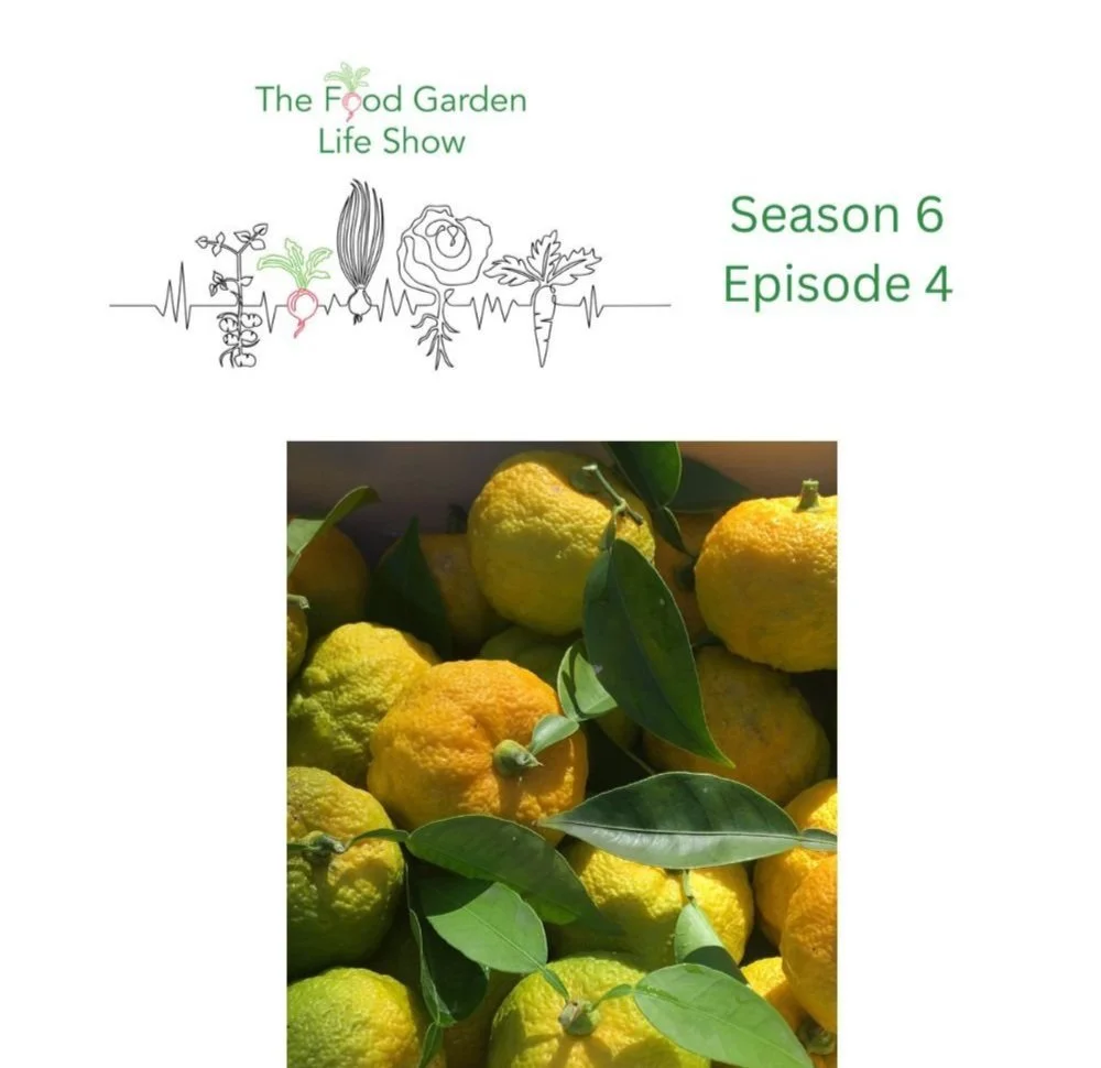 Don't Feel Bitter about these Cold-Hardy Citrus — Food Garden Life ...