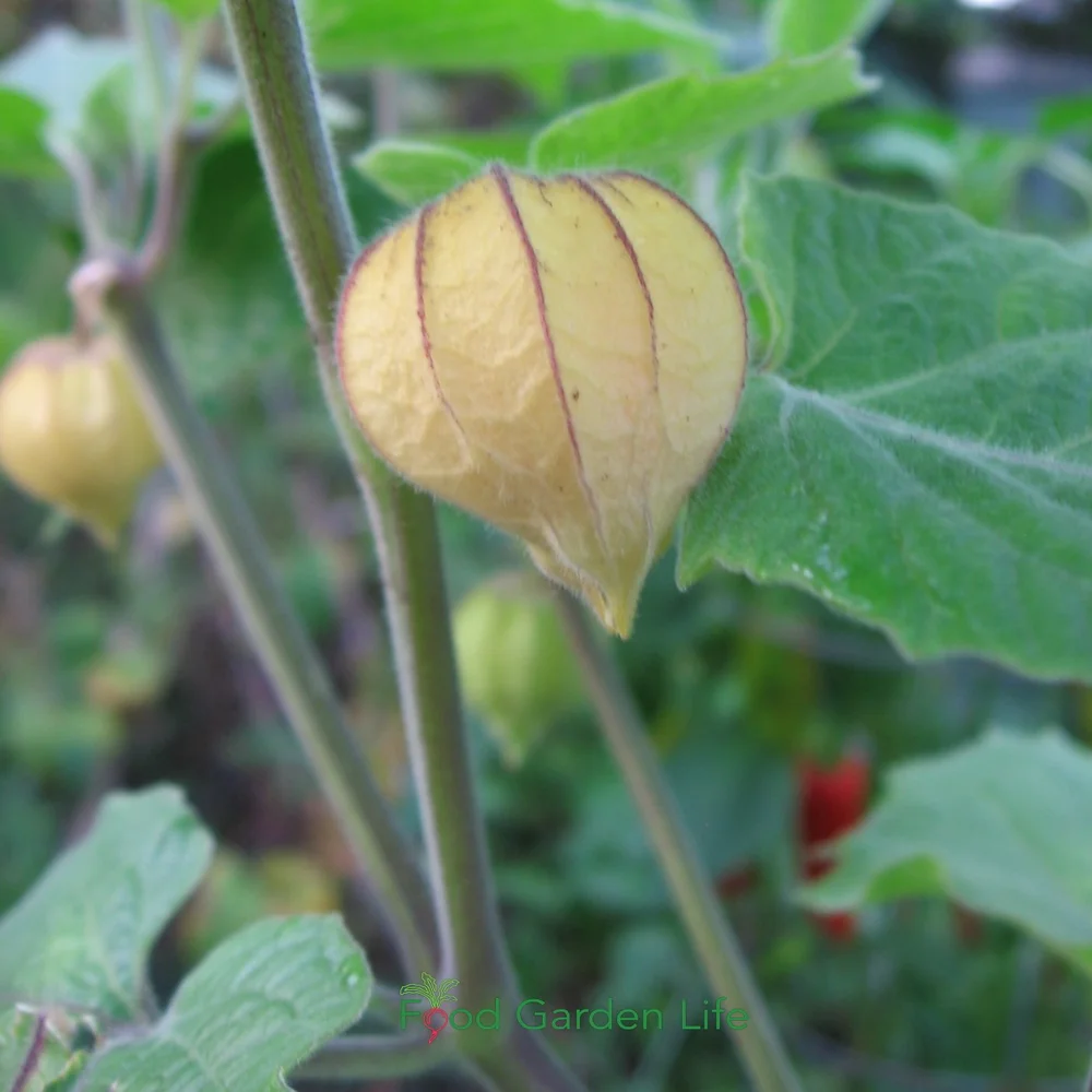 Grow Ground Cherries and Cape Gooseberries — Food Garden Life: Edible ...