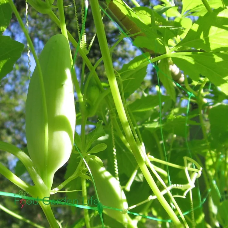 Guide: Vertical Vegetable Garden Ideas and Plants — Food Garden Life ...