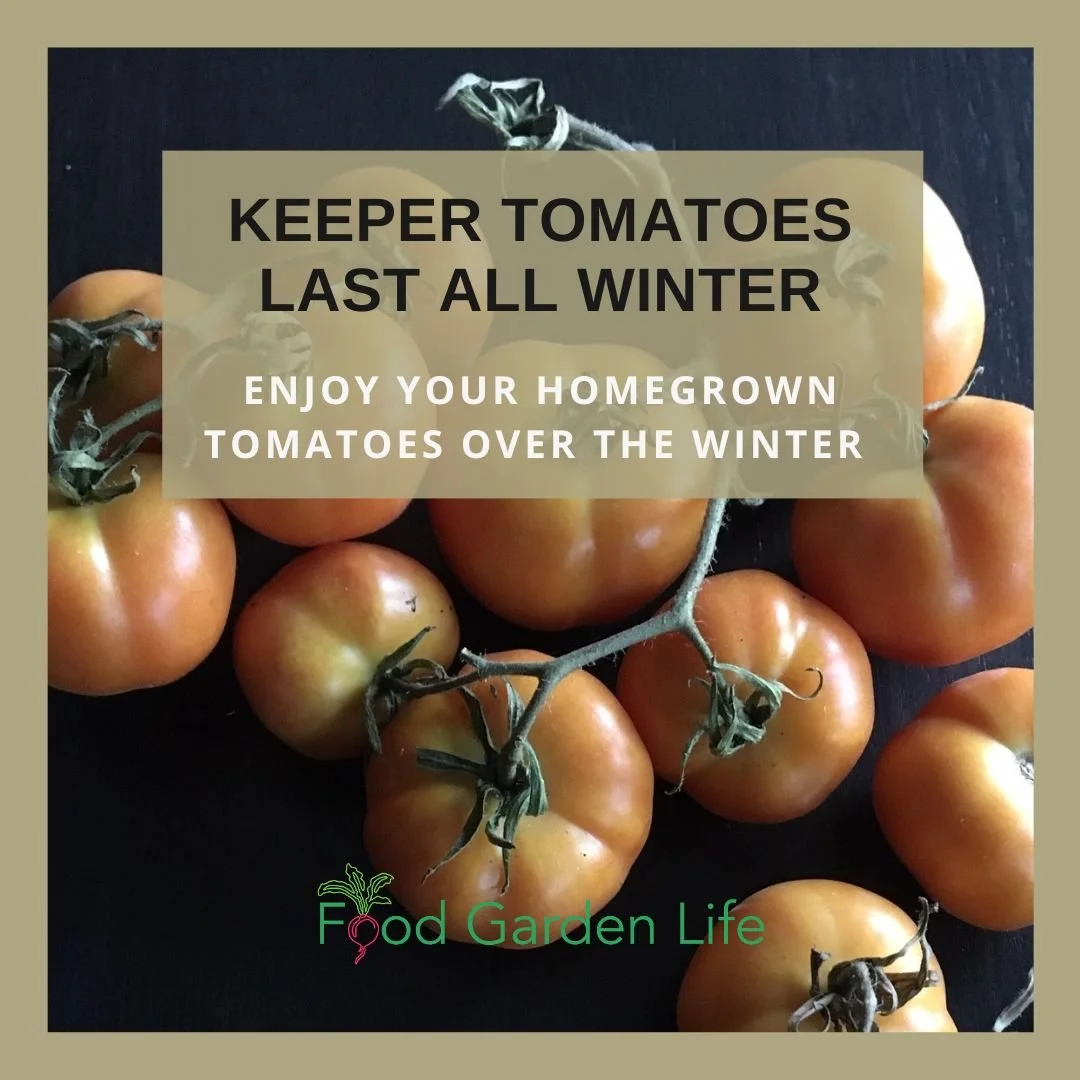 Eat Your Own Fresh Tomatoes in March! Grow Storage Tomatoes — Food ...