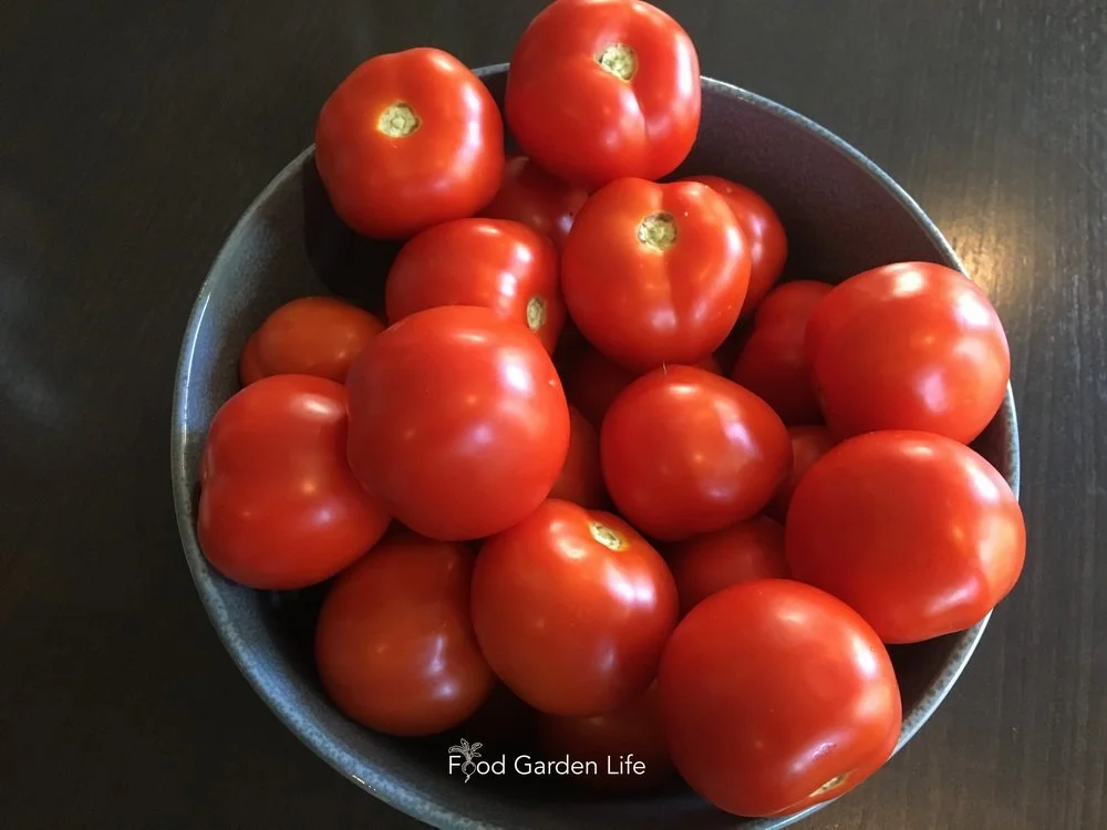 Best Early Ripening Tomato Varieties for Cold Climates — Food Garden ...