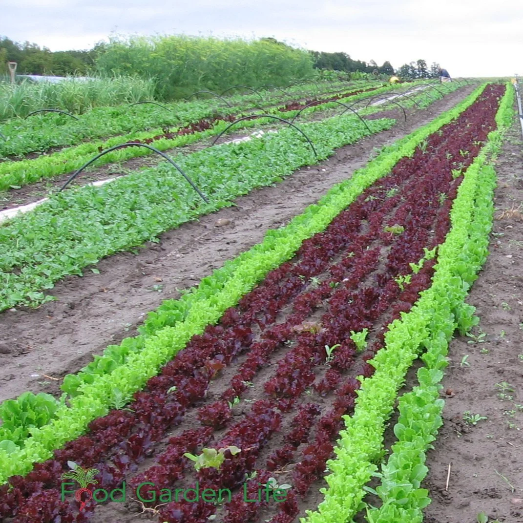 7 Vegetable Garden Layout Ideas To Grow More Food In Less Space Food 7-vegetable-garden-layout-ideas-to-grow-more-food-in-less-space-food