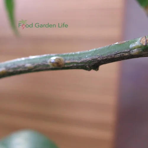 How to a Grow Lemon Tree Indoors (That Actually Produces Lemons) — Food ...