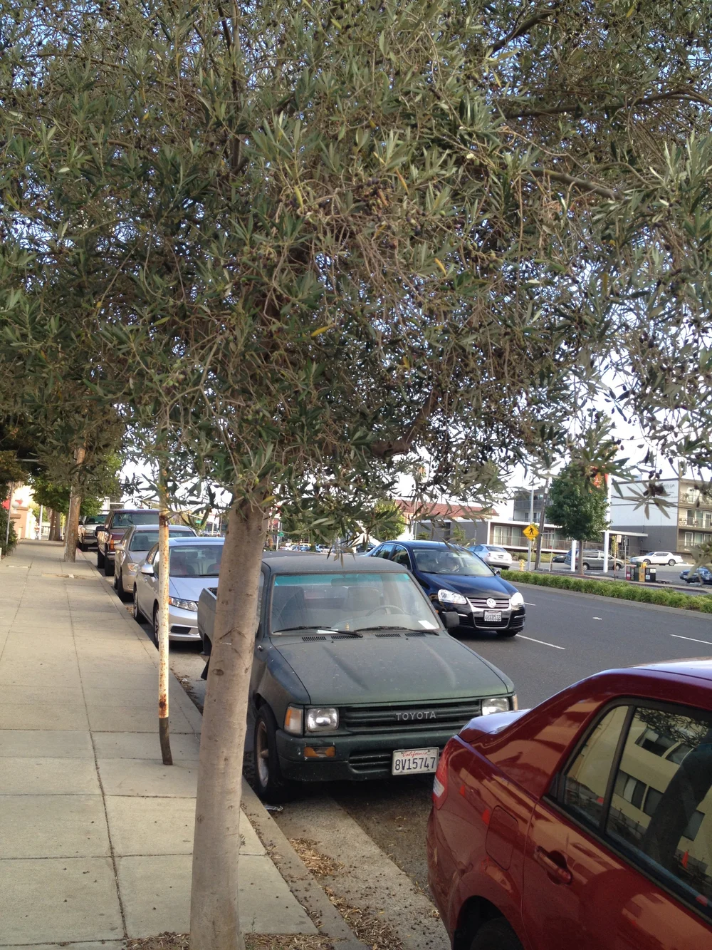 Guide: Olive Trees in Pots — Food Garden Life: Edible Garden, Vegetable ...