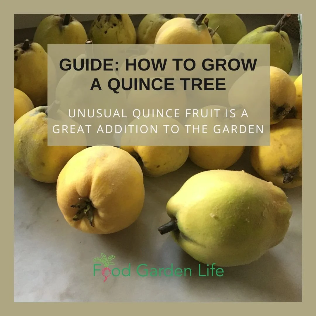 Guide: How to Grow a Quince Tree — Food Garden Life: Edible Garden ...