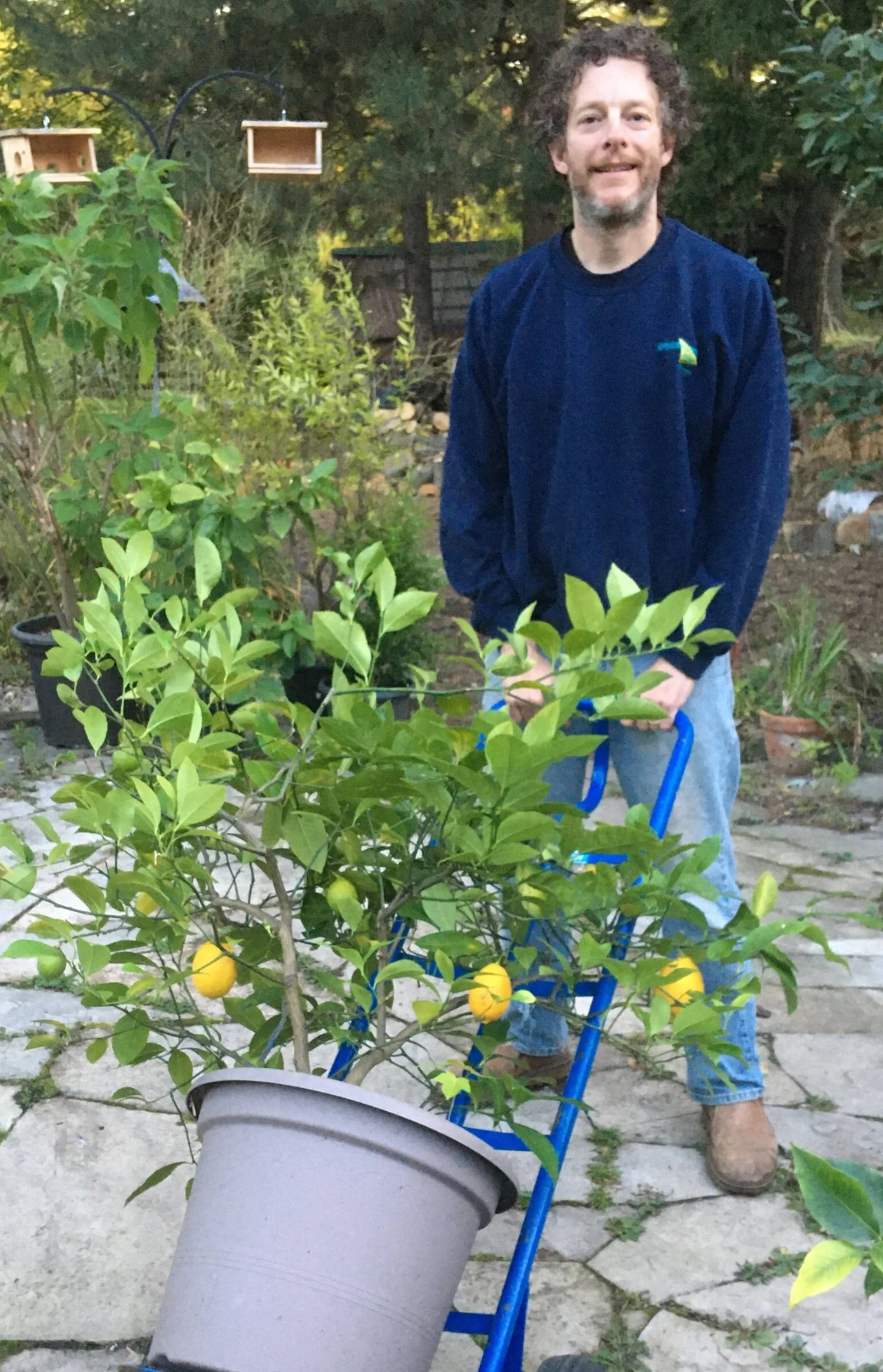 How Cold can Lemon Trees Get? — Food Garden Life: Edible Garden ...
