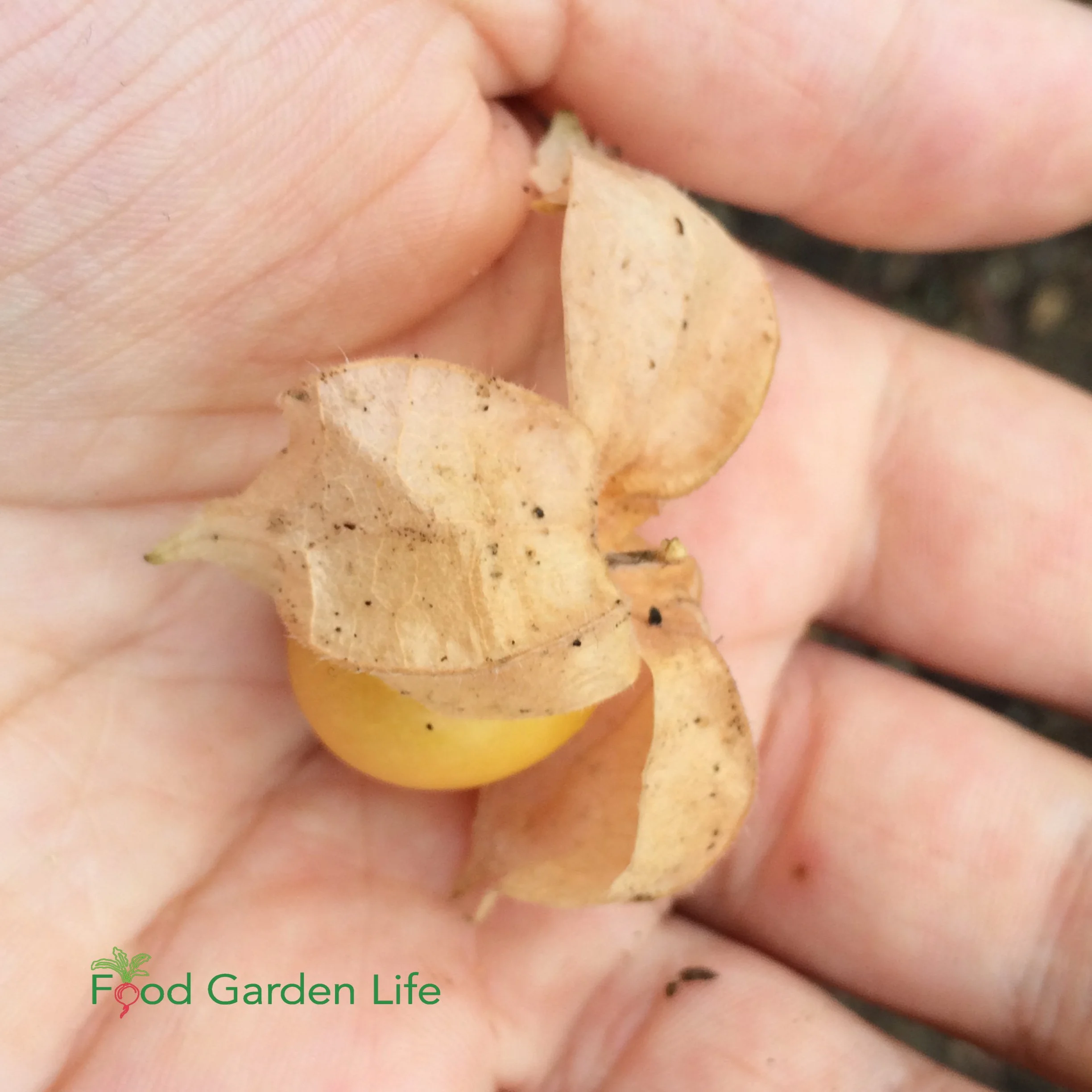 Grow Ground Cherries and Cape Gooseberries — Food Garden Life: Edible ...