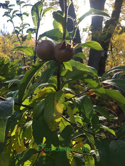 How to Grow Medlar — Food Garden Life: Edible Garden, Vegetable Garden ...