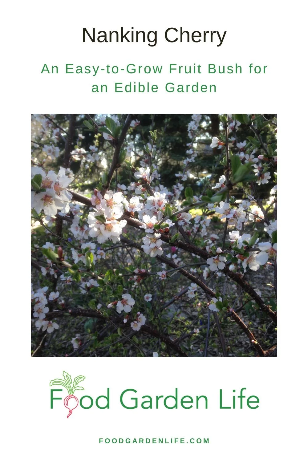 Nanking Cherry: This Easy-to-Grow Cherry Bush is Perfect for a Home ...