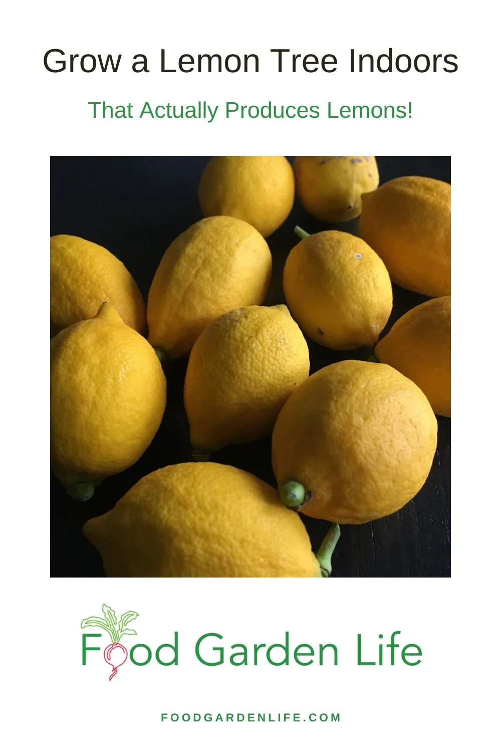 How to a Grow Lemon Tree Indoors (That Actually Produces Lemons) — Food ...