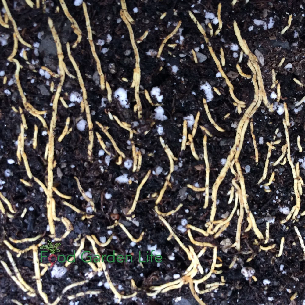 How to a Grow Lemon Tree Indoors (That Actually Produces Lemons) — Food ...